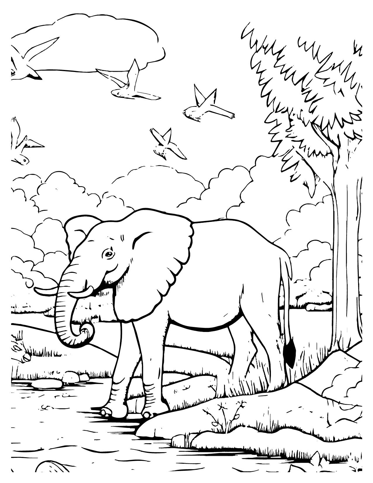 Wildlife Sanctuary Coloring Pages: Creative Fun