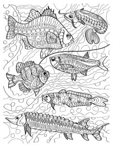 Sealife Coloring Pages: Dive into Marine Adventures