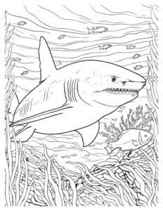 Shark Adventure Coloring Pages: Dive into Ocean Fun