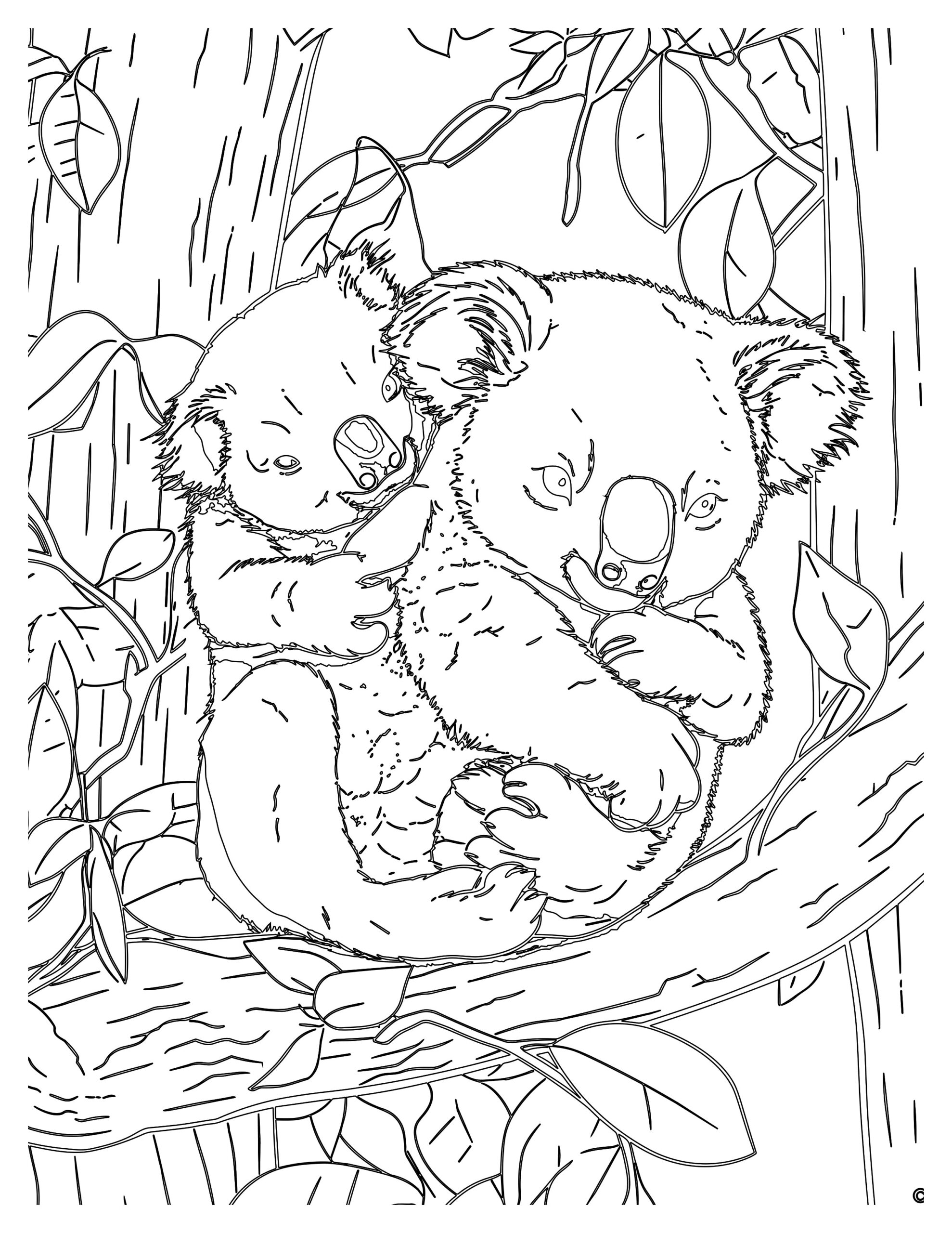 Koala Haven Coloring Pages: Adorable Printable Designs For Kids