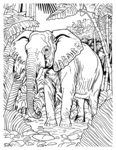 Zoo Adventures Coloring Pages | Dive Into Fun!