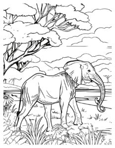 Zoo Adventures Coloring Pages | Dive Into Fun!