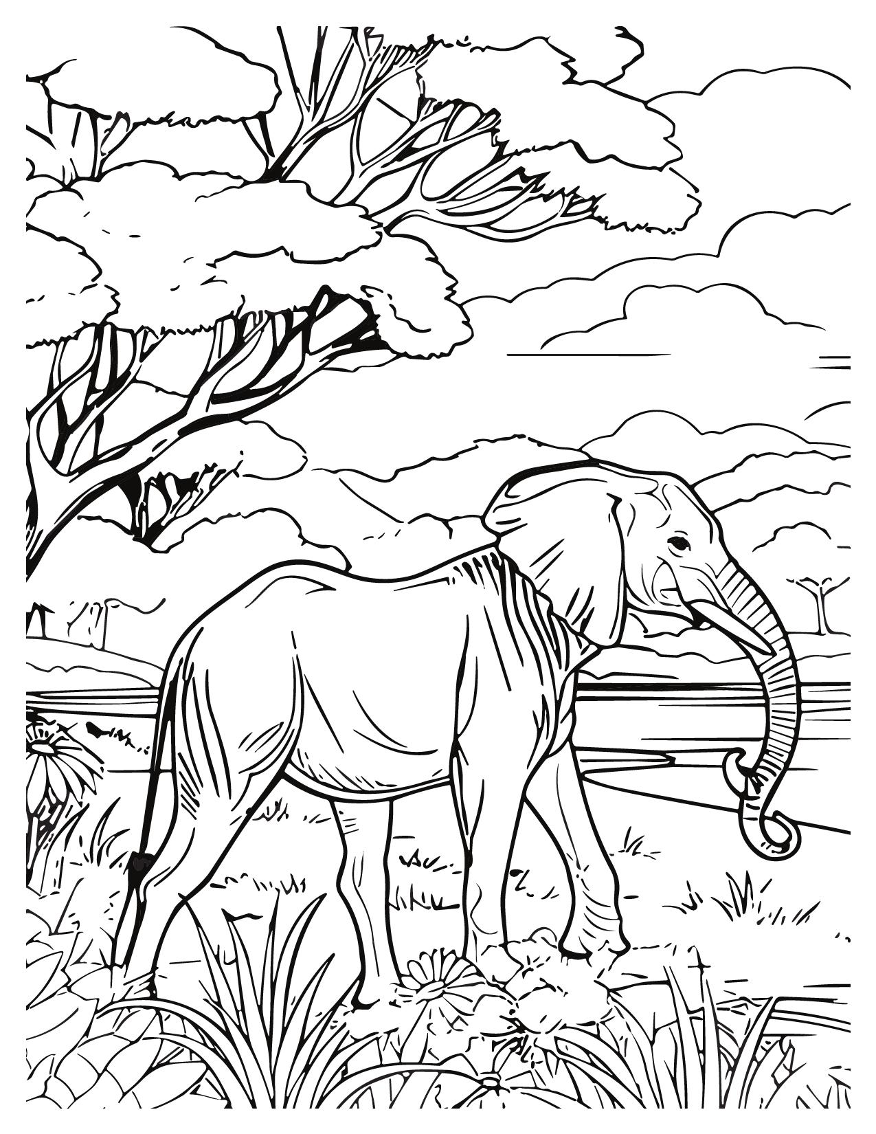 Zoo Adventures Coloring Pages | Dive Into Fun!