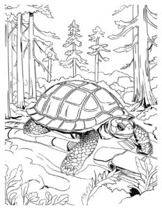 Zoo Adventures Coloring Pages | Dive Into Fun!