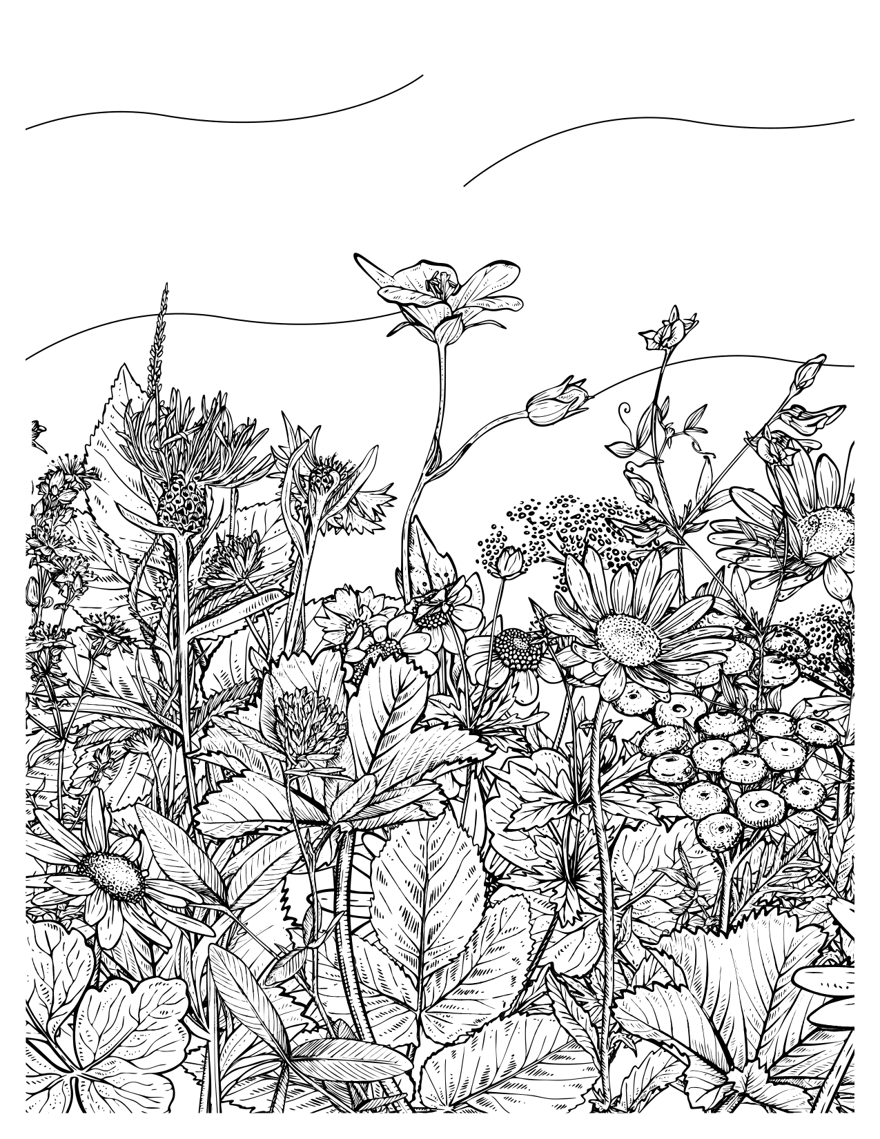 Meadow Bloom Coloring Pages: Creative Nature Designs for All