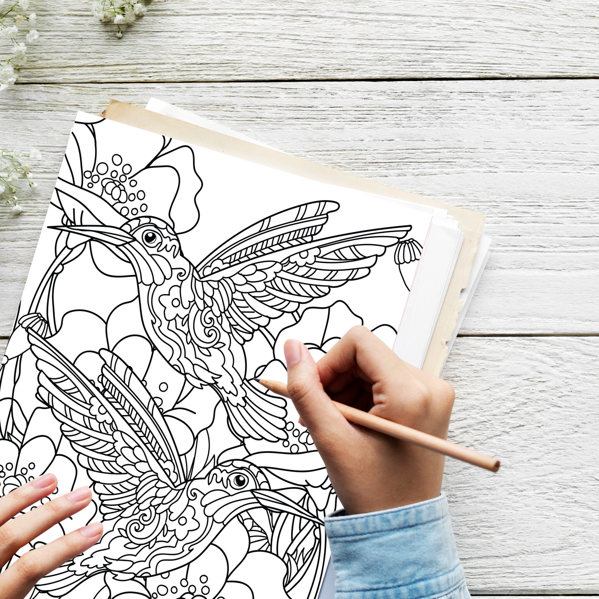 Hummingbirds Coloring Pages : Free Printable Sheets