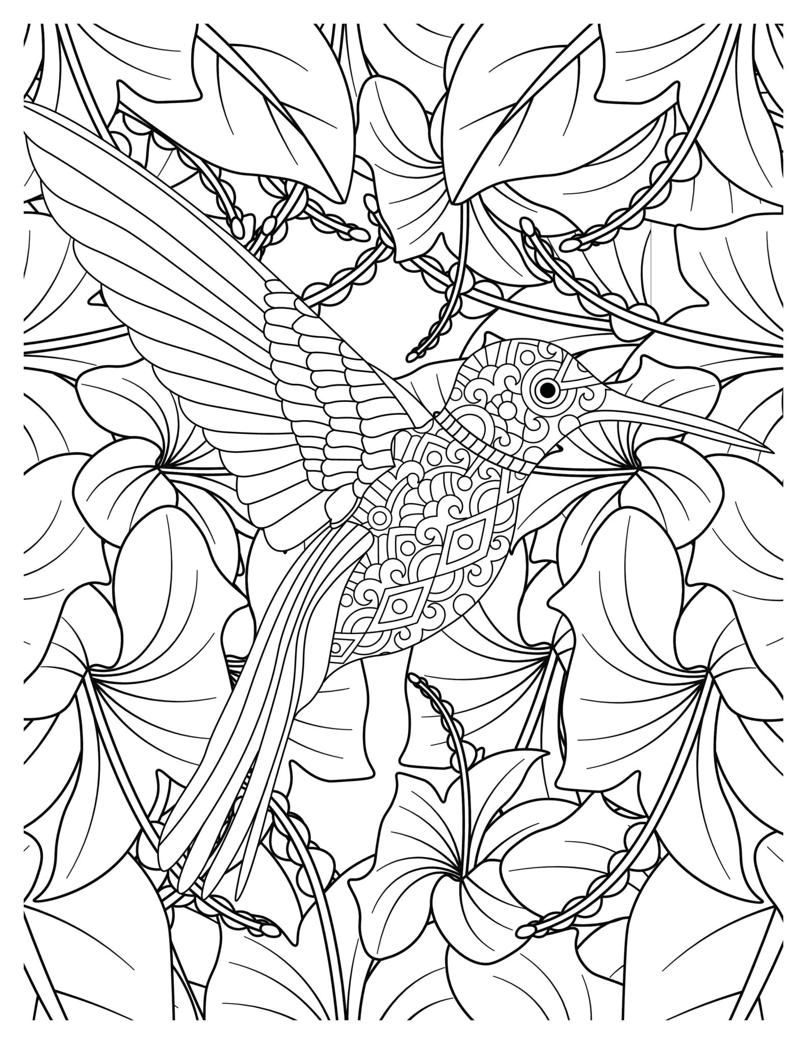 Hummingbirds Coloring Pages : Free Printable Sheets