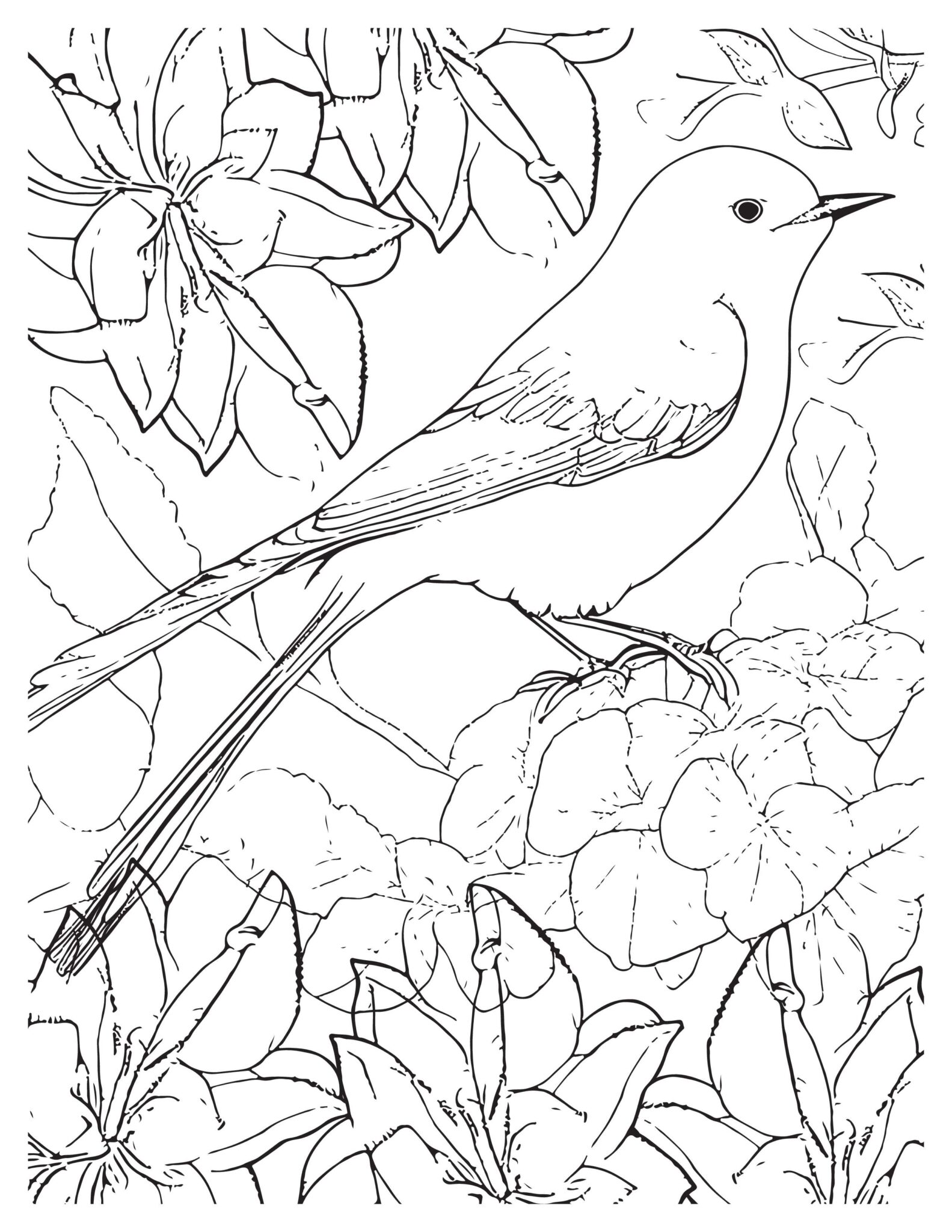 Hummingbirds Coloring Pages : Free Printable Sheets