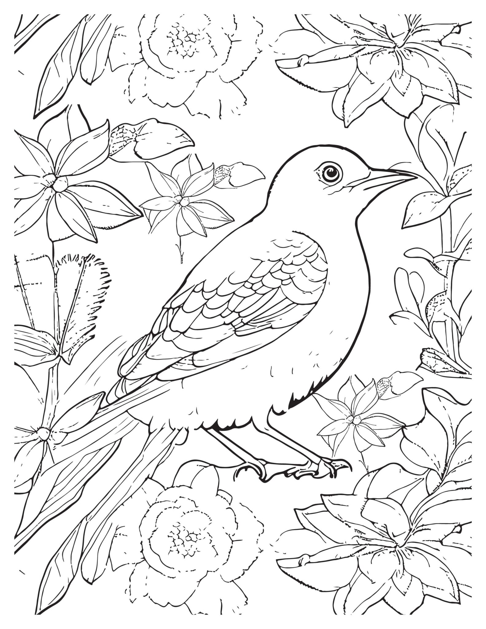 Hummingbirds Coloring Pages : Free Printable Sheets