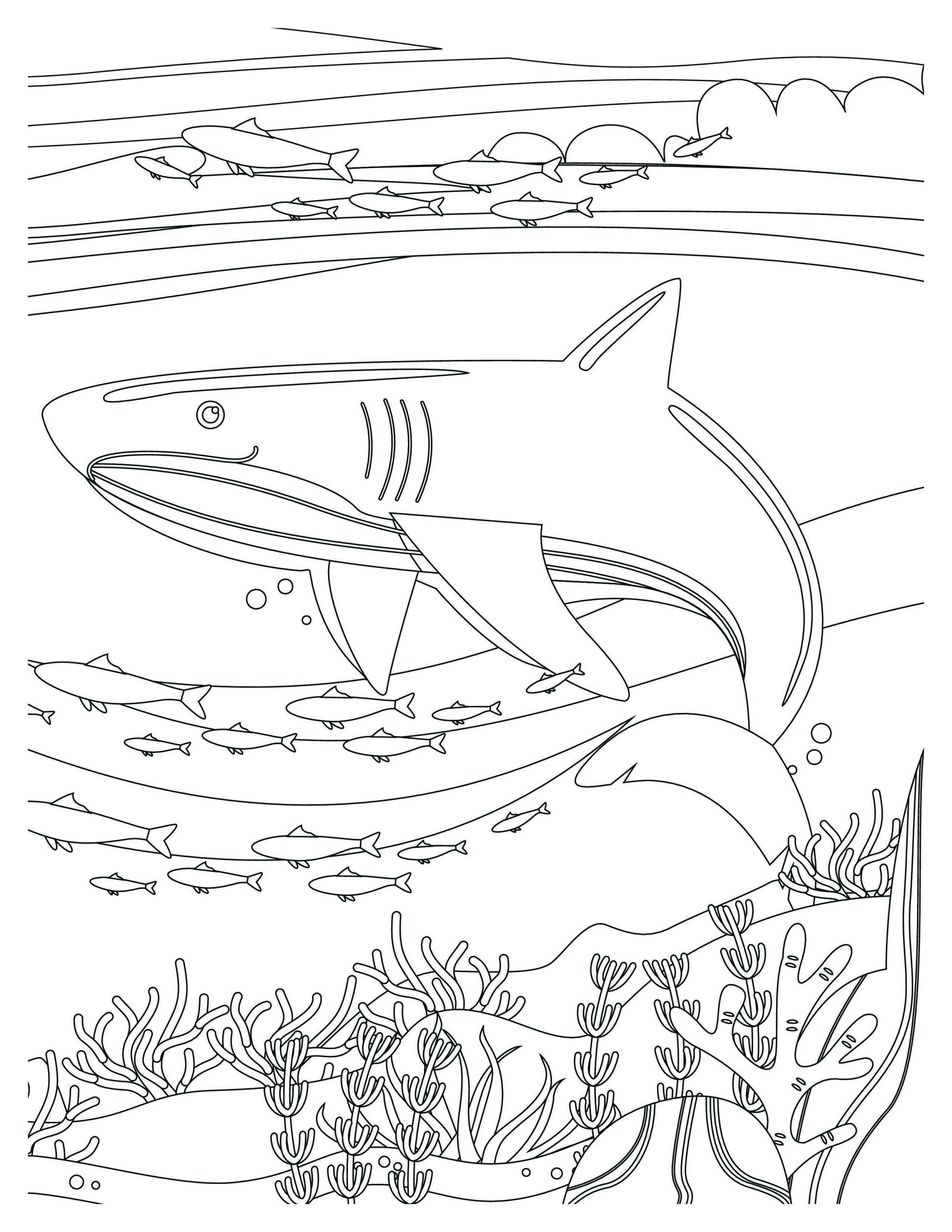 Sharks Coloring Pages | Dive into Fun