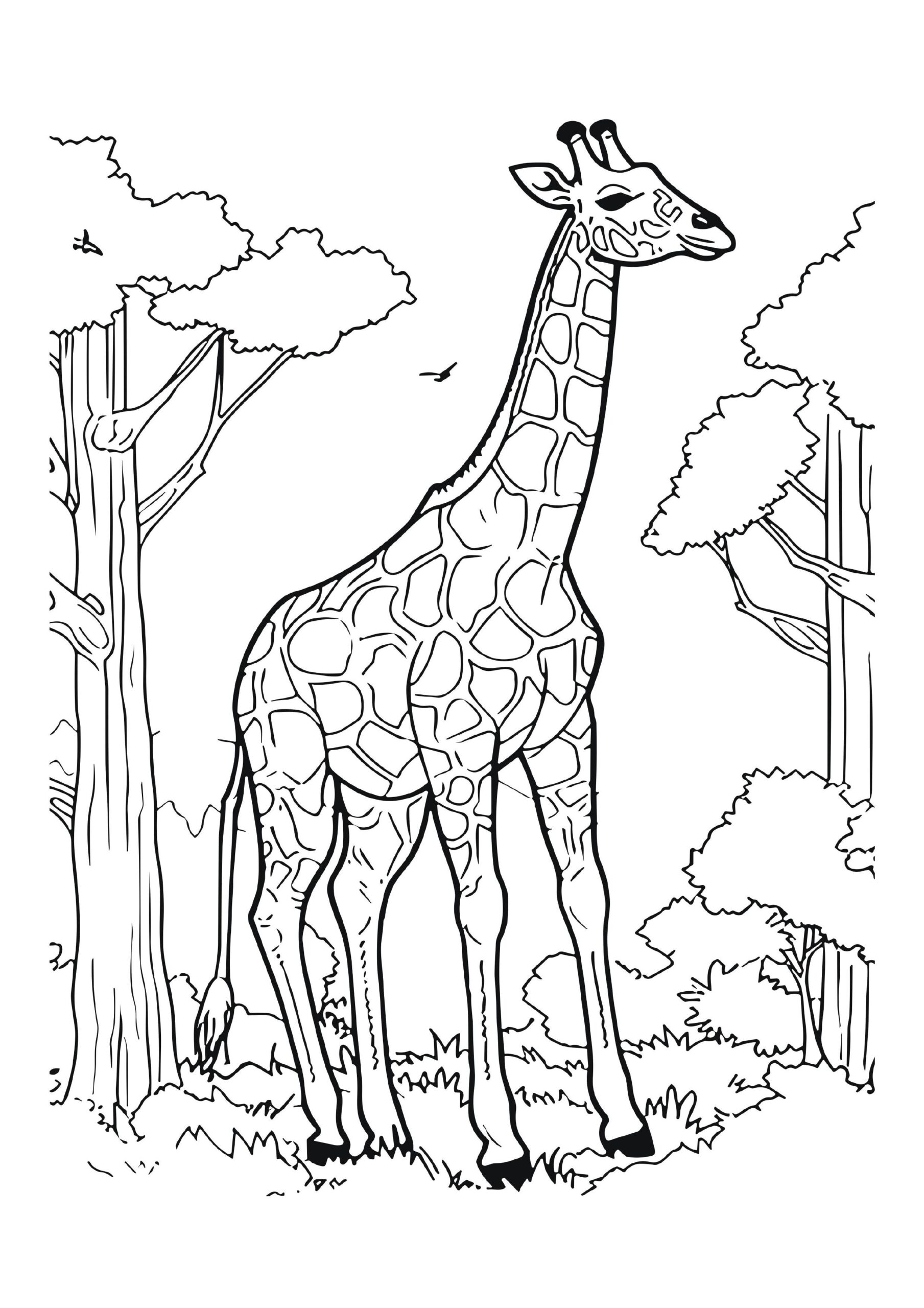 Towering Giraffe Coloring Pages I Tall and Majestic
