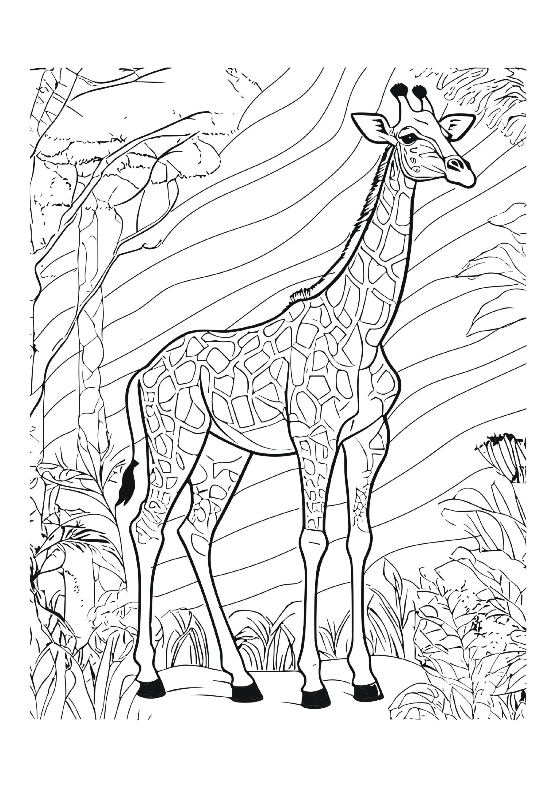 Towering Giraffe Coloring Pages I Tall and Majestic
