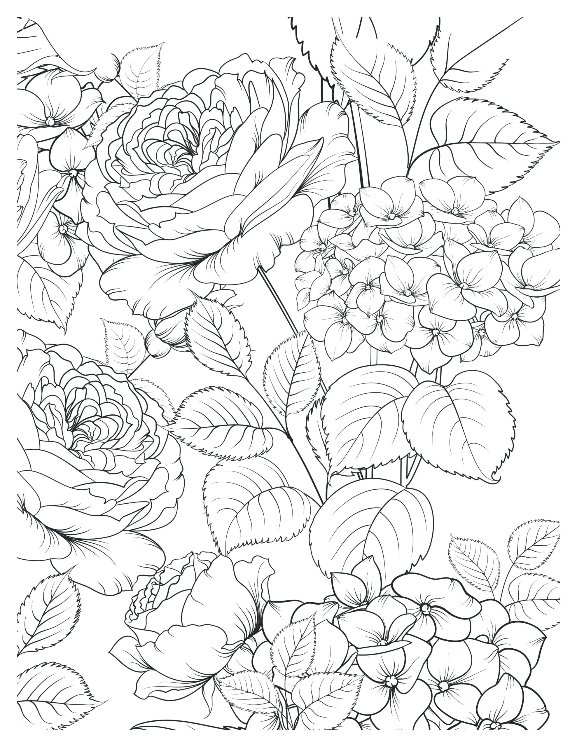 Blooming Rose Coloring Pages Collection I Garden Beauty