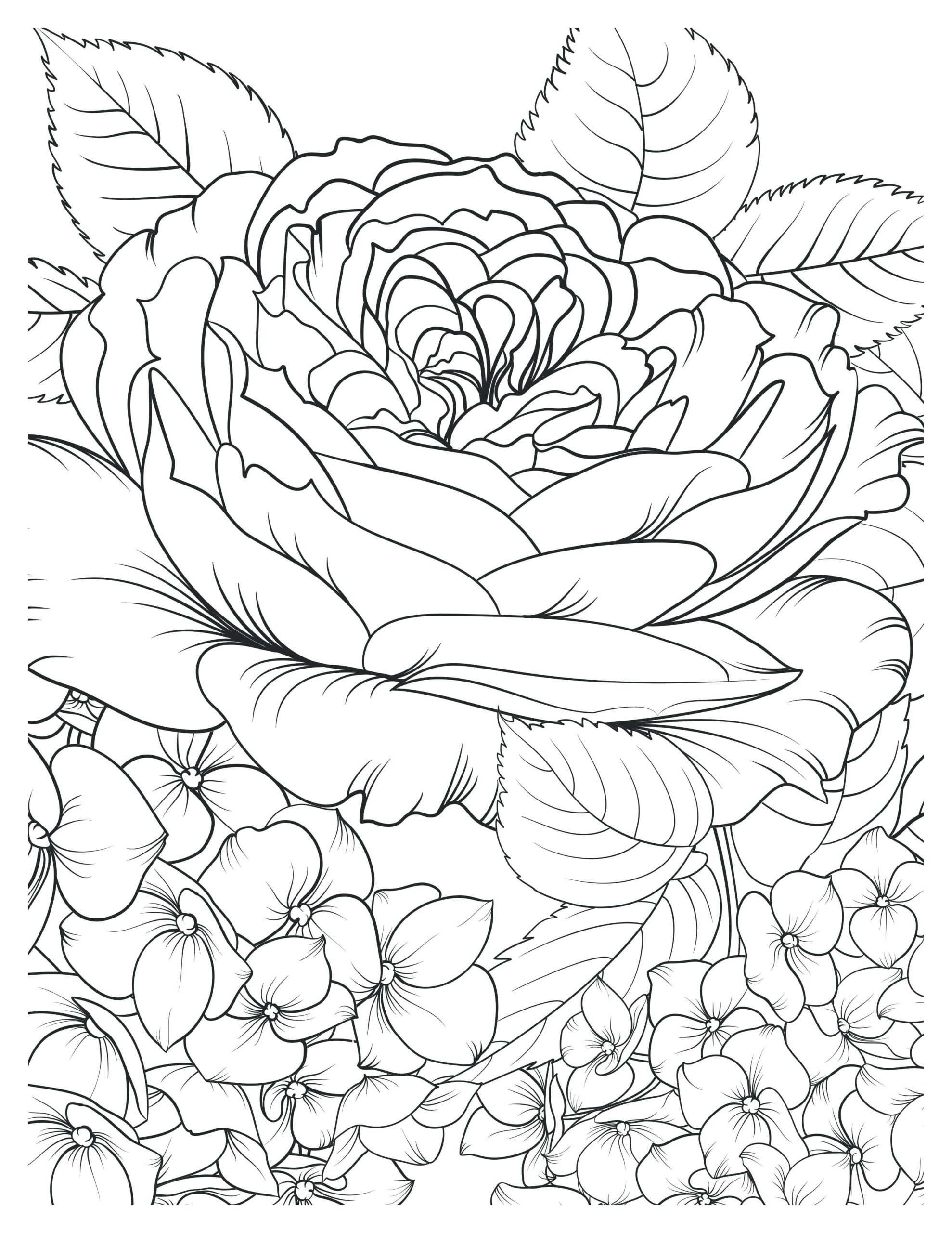 Blooming Rose Coloring Pages Collection I Garden Beauty