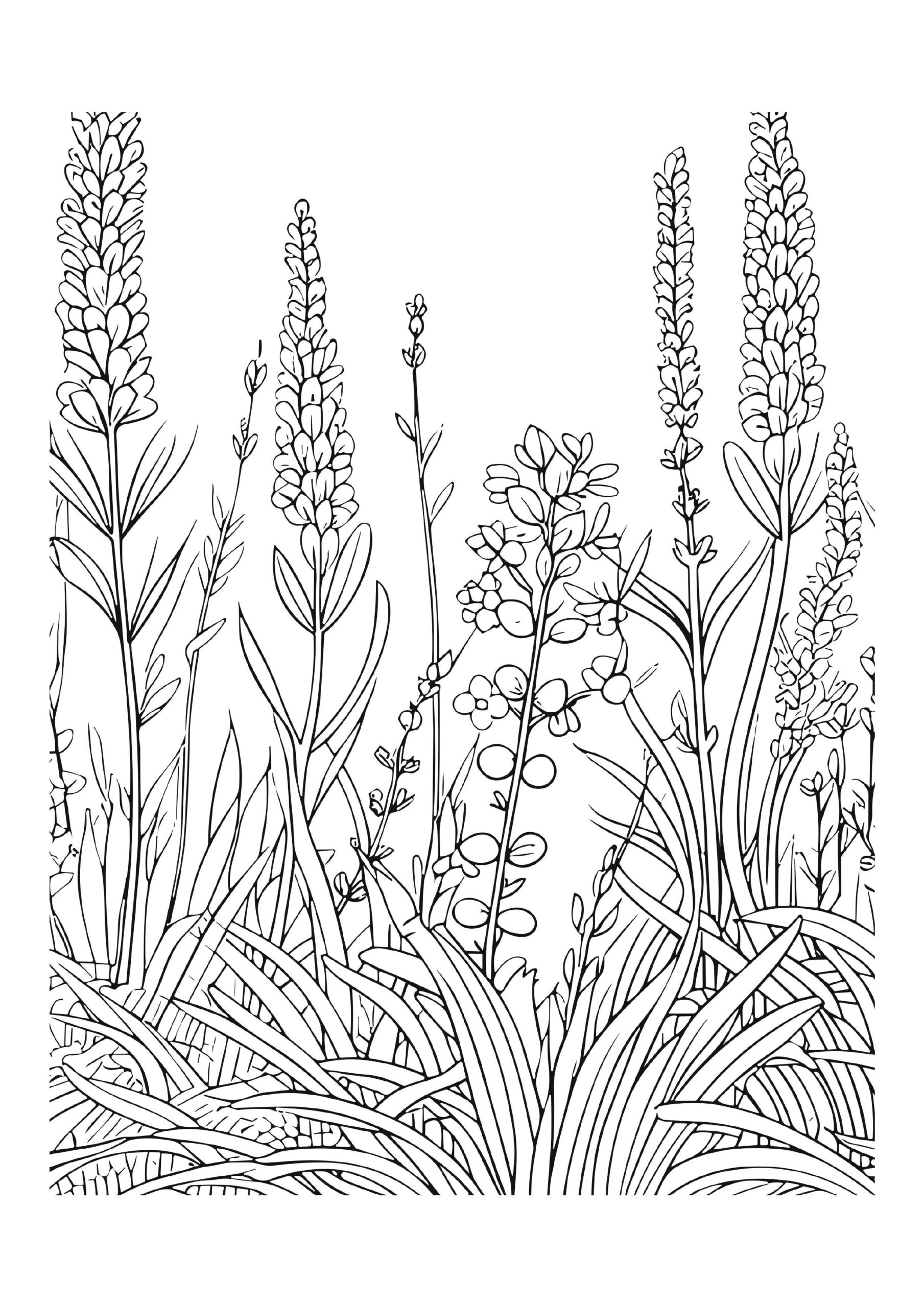 Wildflower Meadow Coloring Pages Collection I Meadow Magic