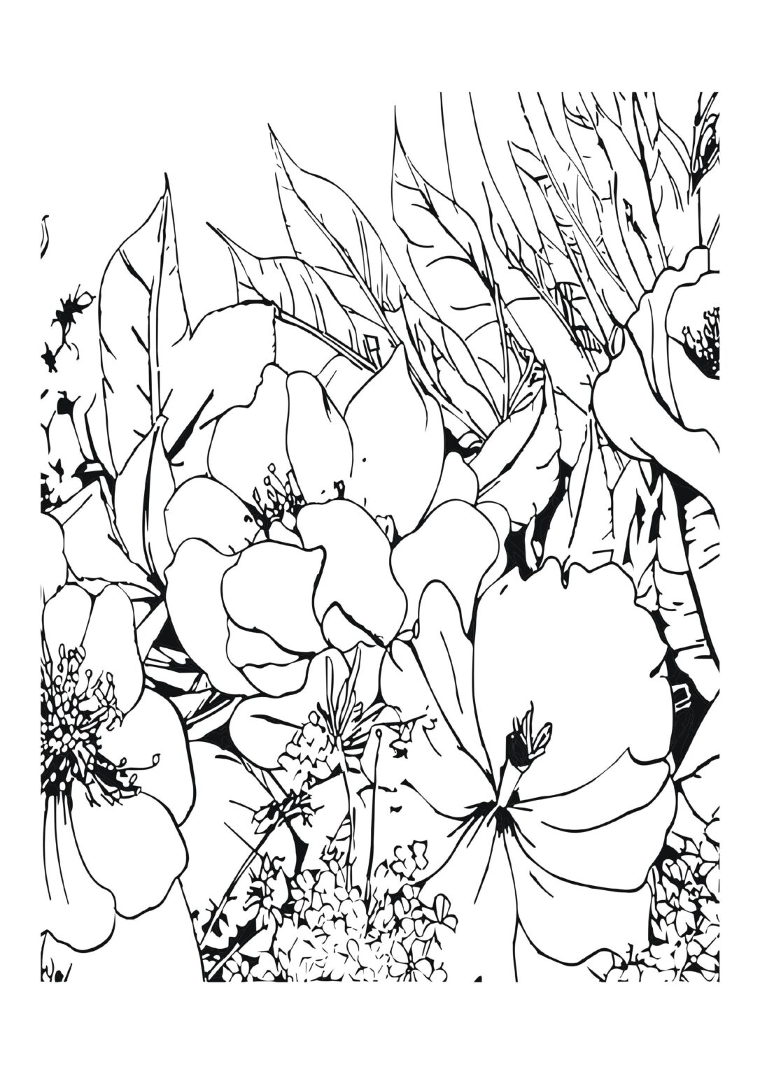 Wildflower Meadow Coloring Pages Collection I Meadow Magic
