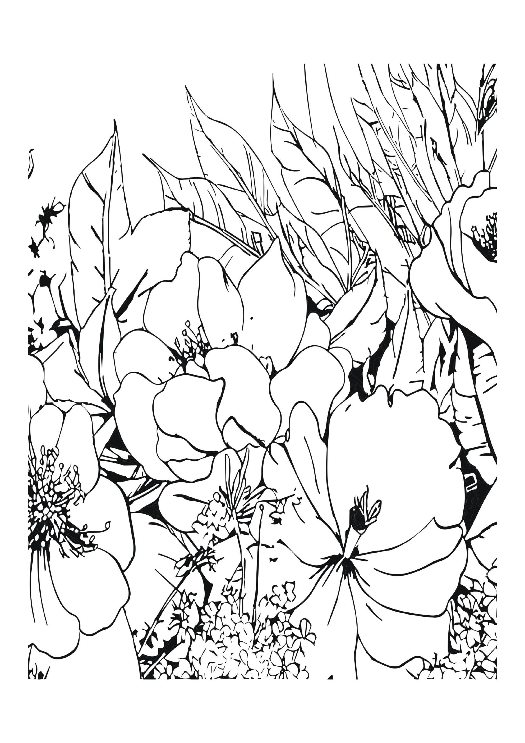Wildflower Meadow Coloring Pages Collection I Meadow Magic