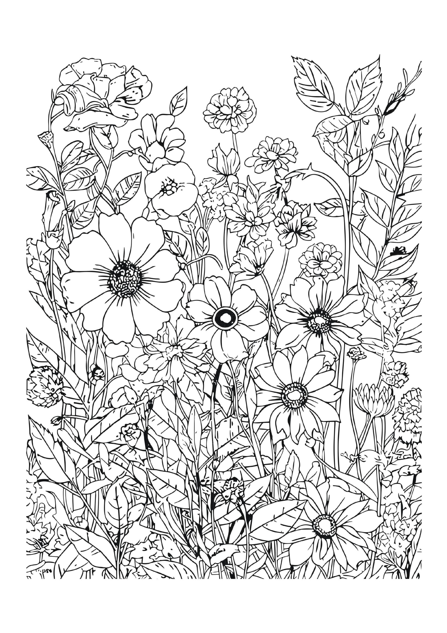 Wildflower Meadow Coloring Pages Collection I Meadow Magic