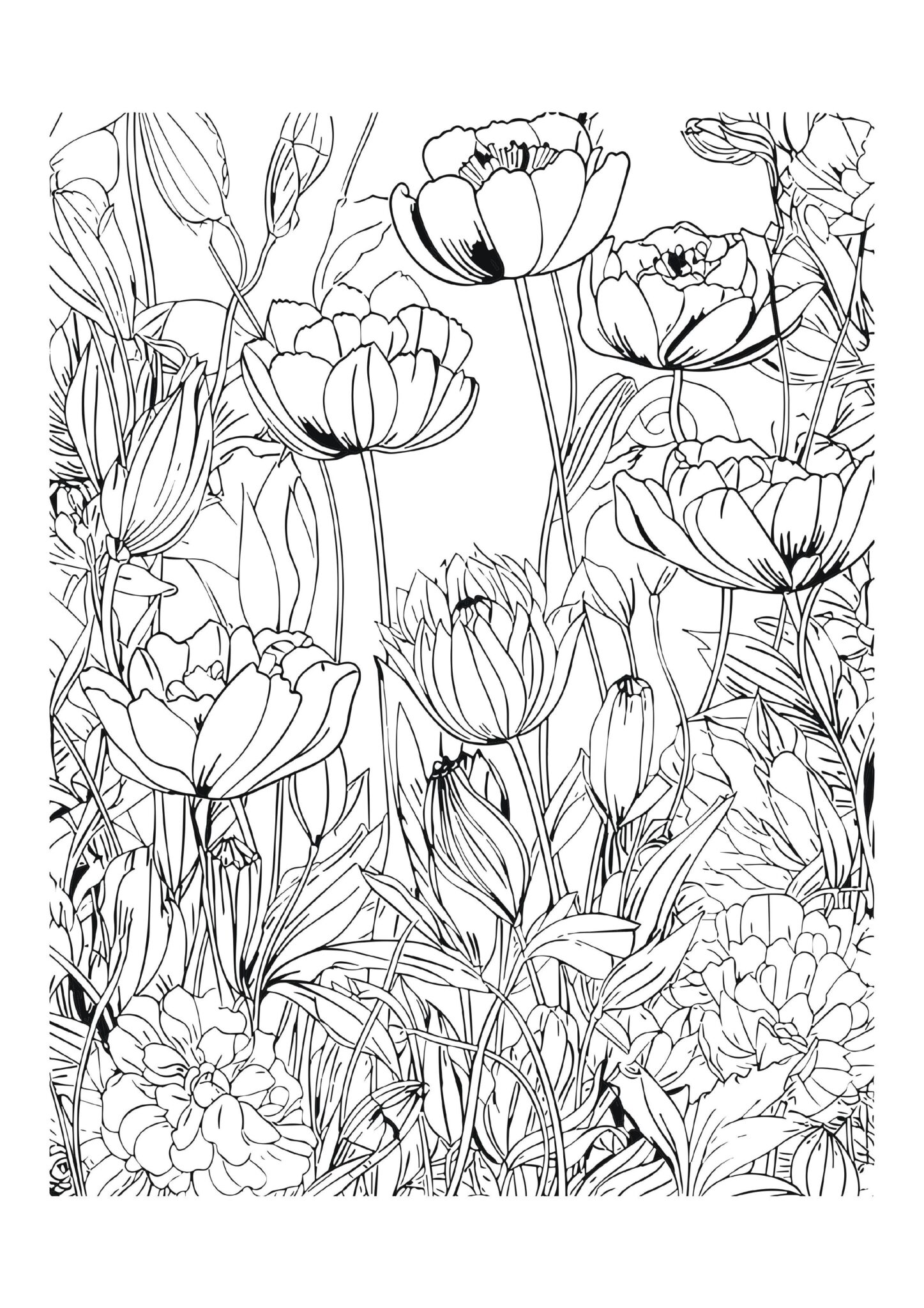 Wildflower Meadow Coloring Pages Collection I Meadow Magic