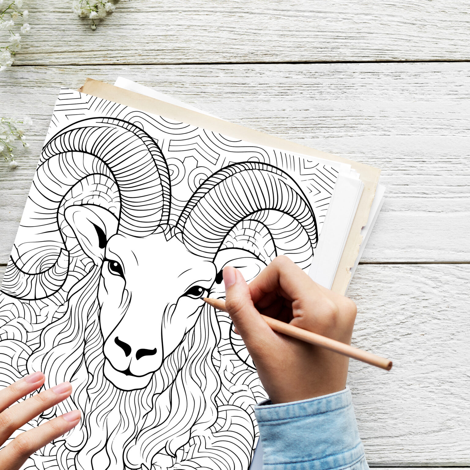 aries coloring pages colorful and free